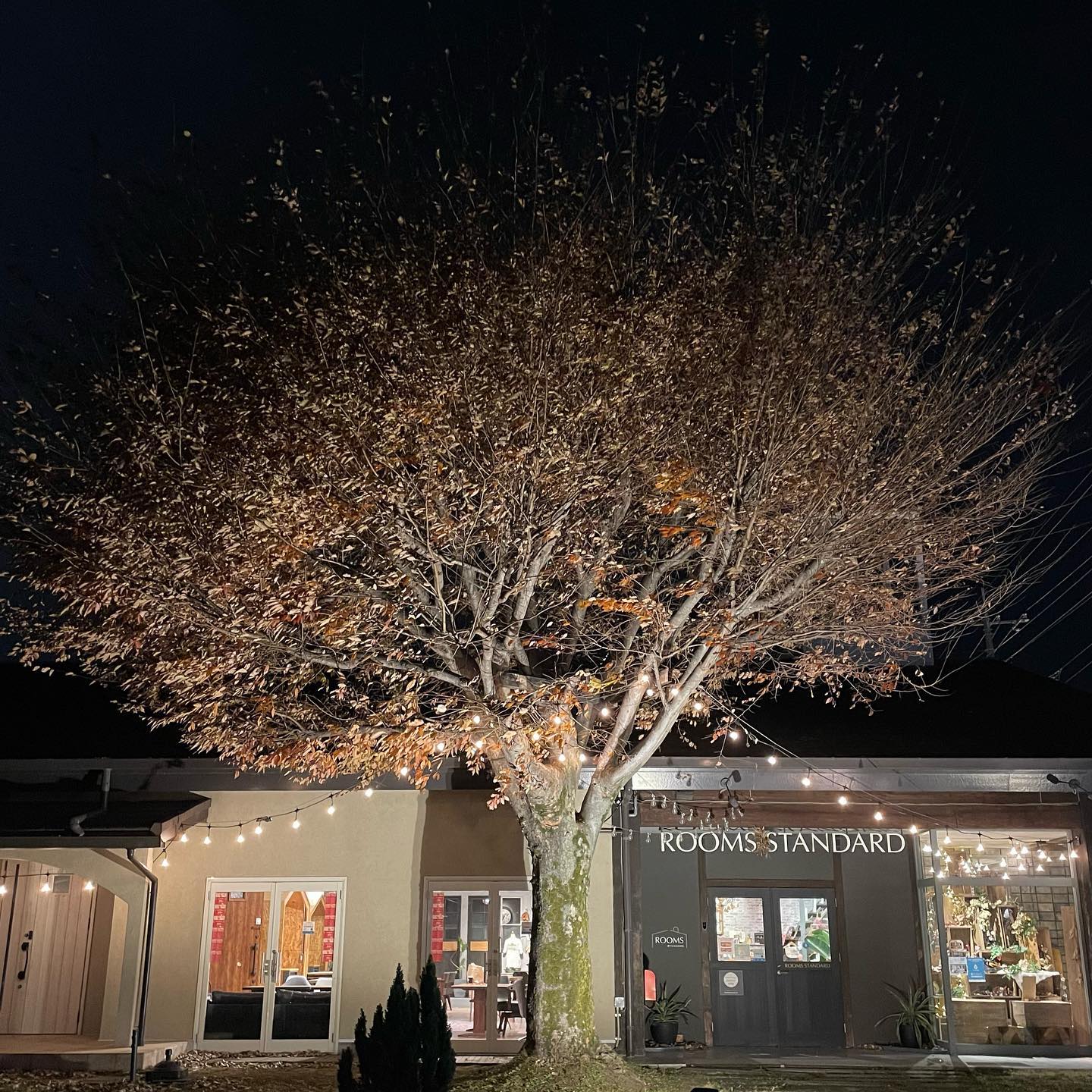 NEWS - 自然と木と人を繋ぐ 樂 - ROKU - | 群馬県甘楽町で 林業を営む夫婦がつくる木製アクセサリー